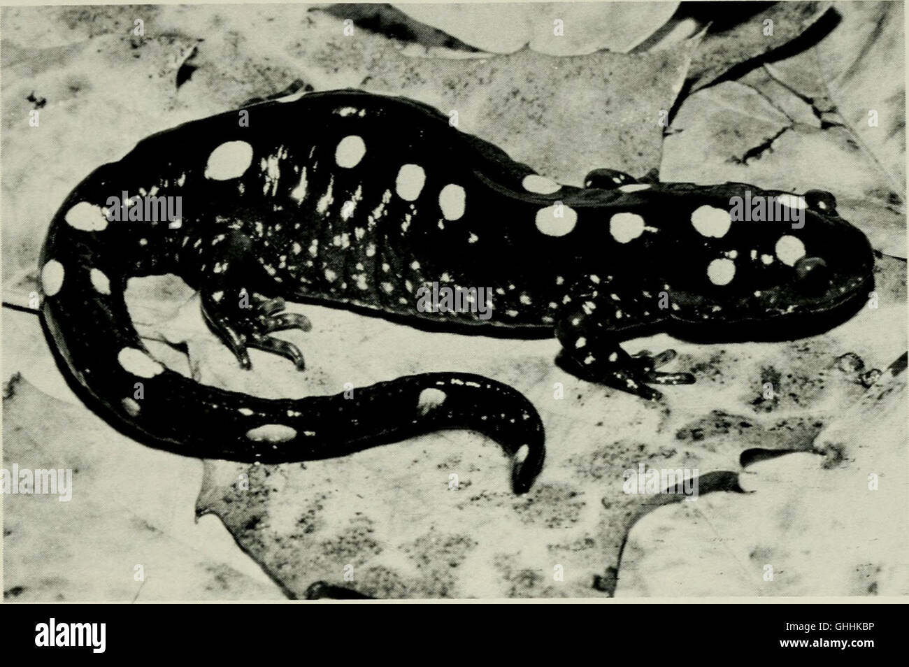 The amphibians of Missouri (1977 Stock Photo - Alamy