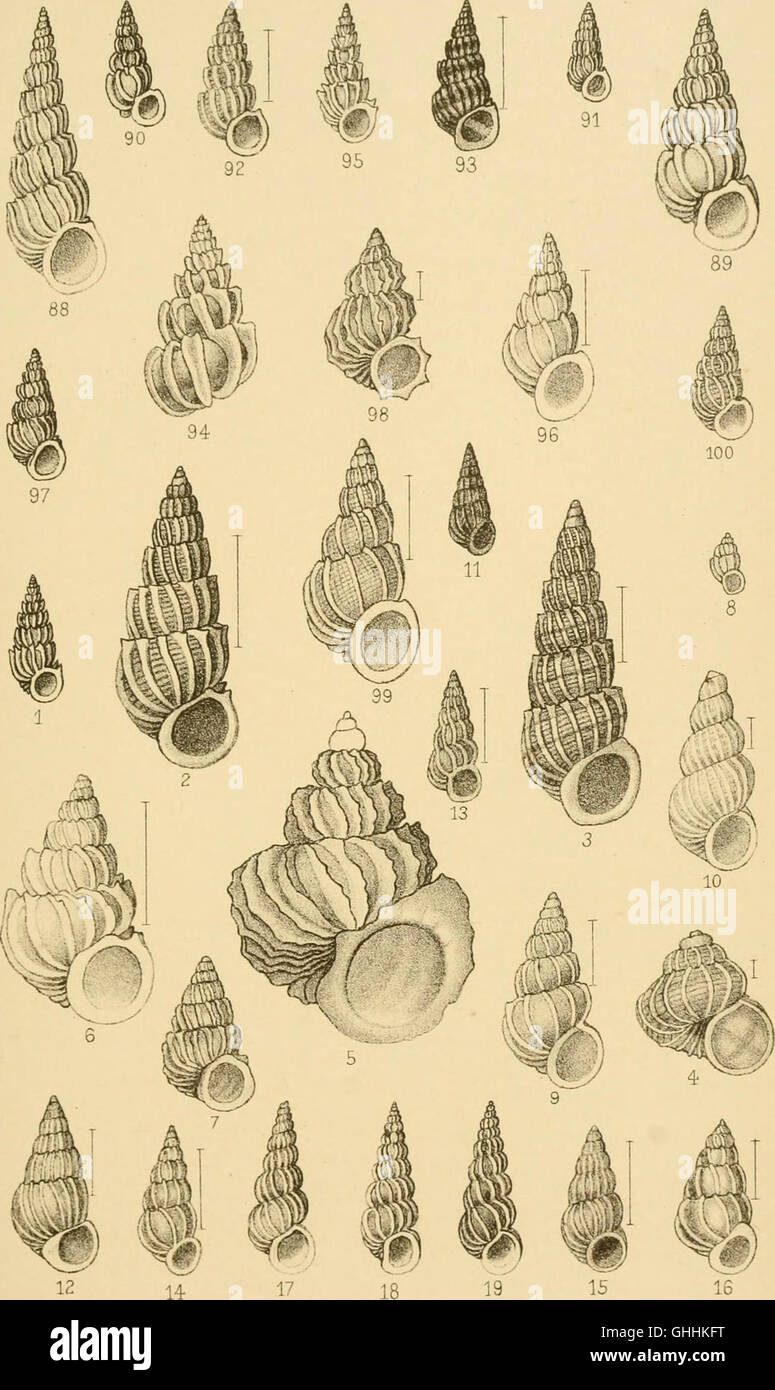 An 1887 manual detailing the structure and classification of mollusks ...