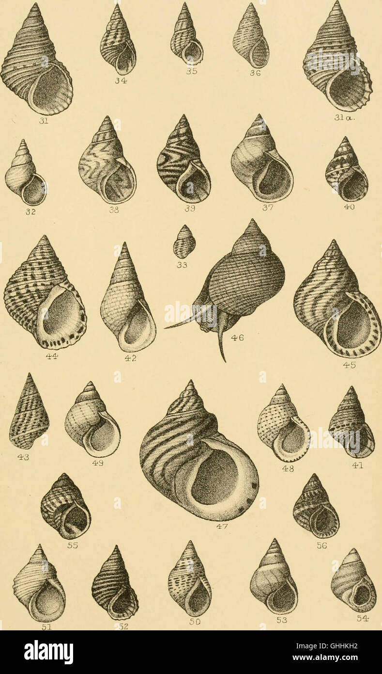 'Manual of Conchology' (1887) is a comprehensive guide to the structure ...