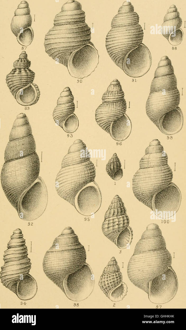 This 1887 manual provides a detailed, systematic guide to conchology ...