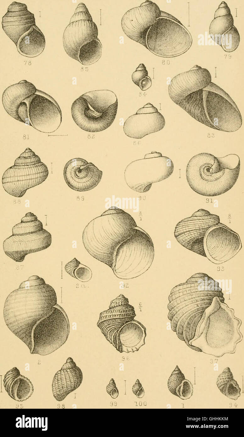 An 1887 manual detailing the structure and classification of mollusks ...