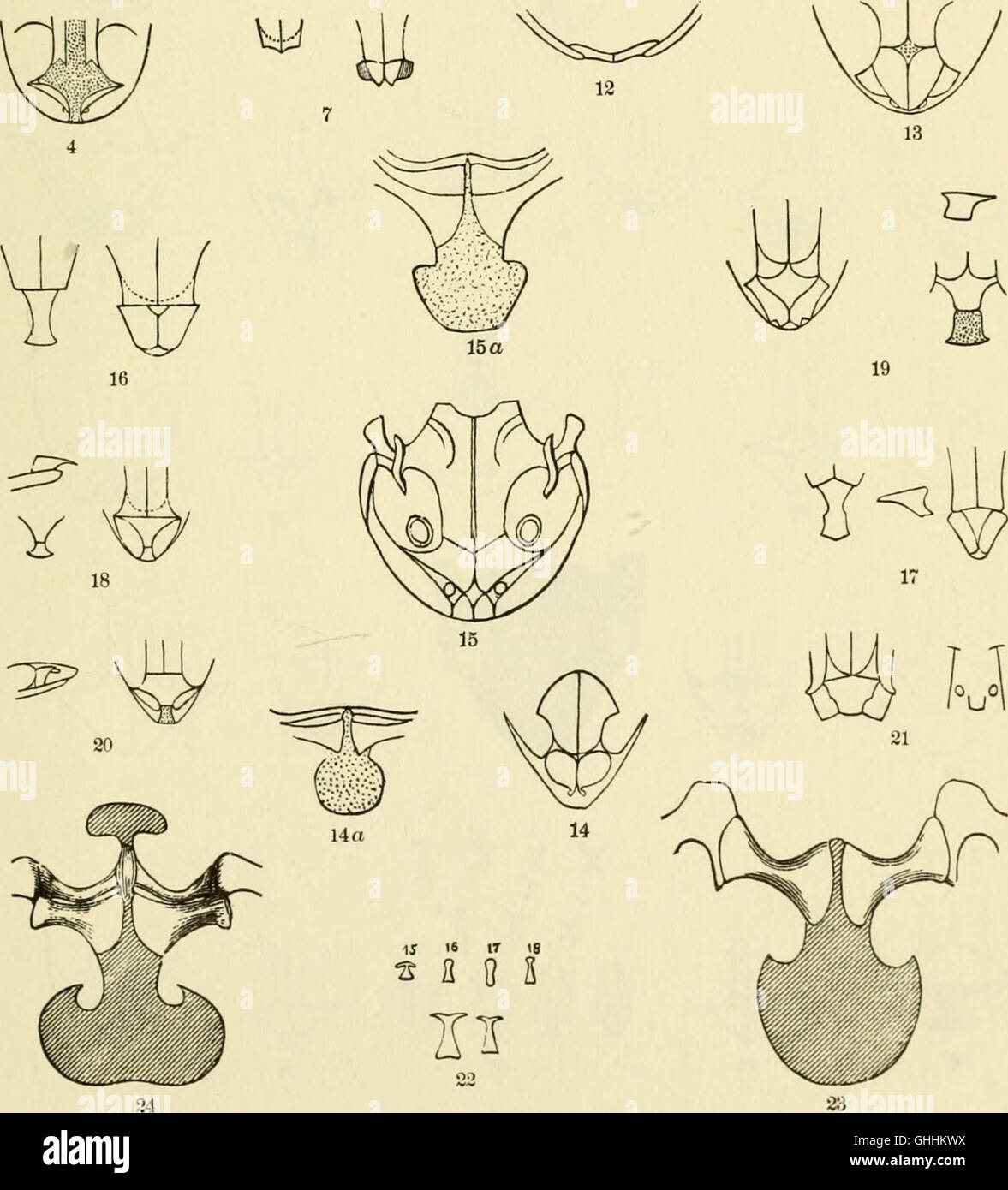 'The Batrachia of North America' (1963) focuses on amphibians in North ...