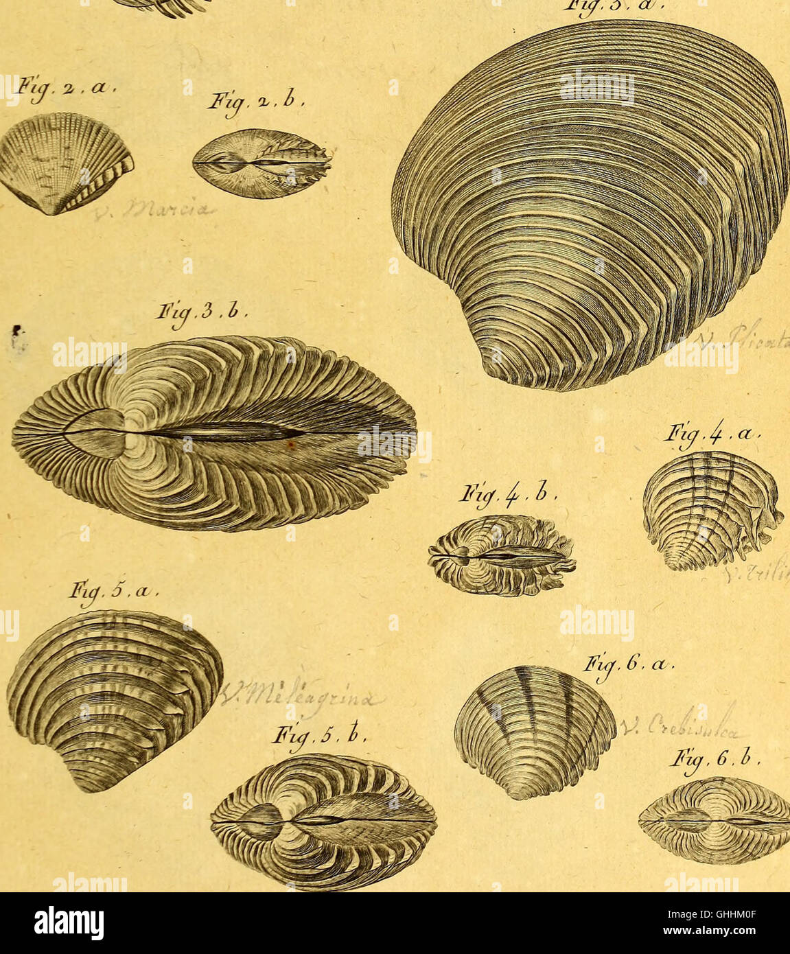 This 1791 work presents a systematic, encyclopedic classification of ...