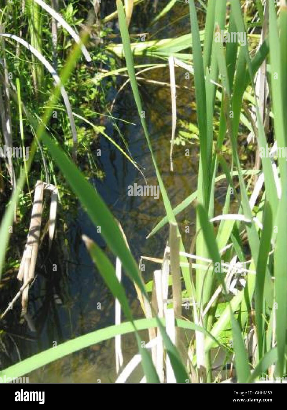 Co habitats hi-res stock photography and images - Alamy