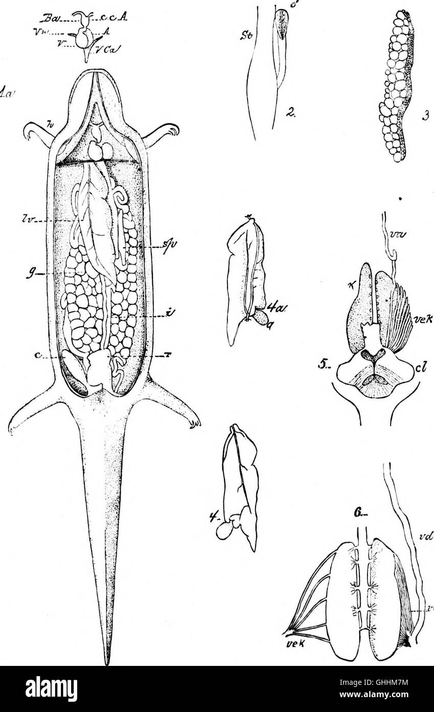 *The Batrachia of North America* (1889) is a comprehensive work on the ...