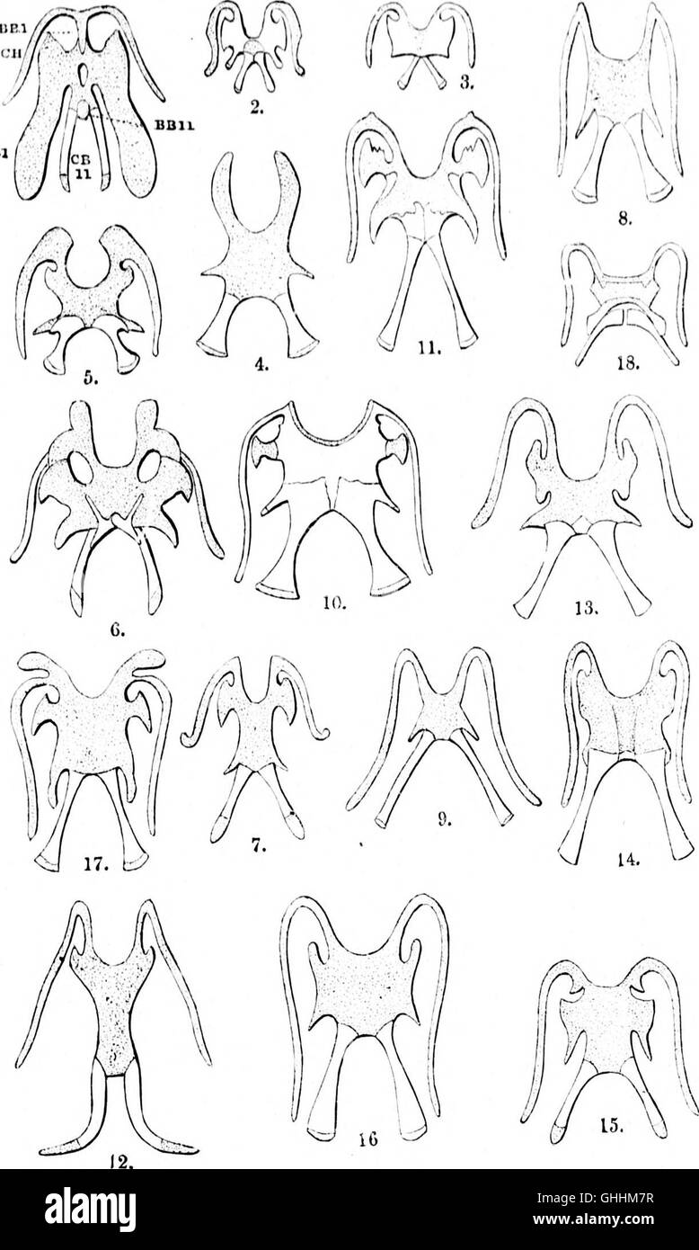 'The Batrachia of North America' (1889) is a study on the amphibian ...