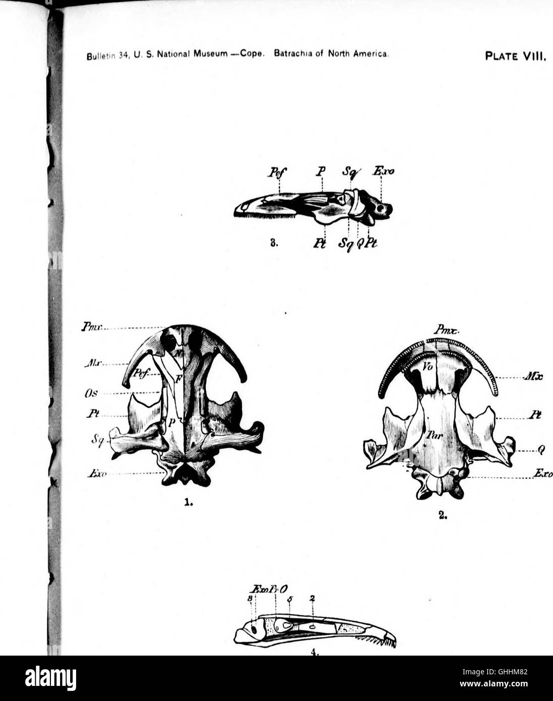 This 1889 work on the Batrachia of North America focuses on amphibians ...