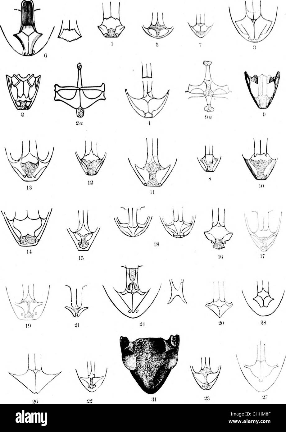 This 1889 work provides detailed information on the amphibians ...