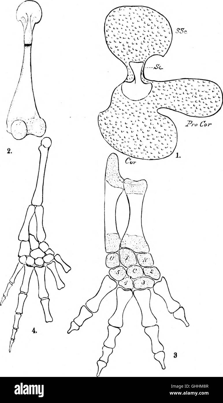 The 1889 work, The Batrachia of North America, examines amphibian ...