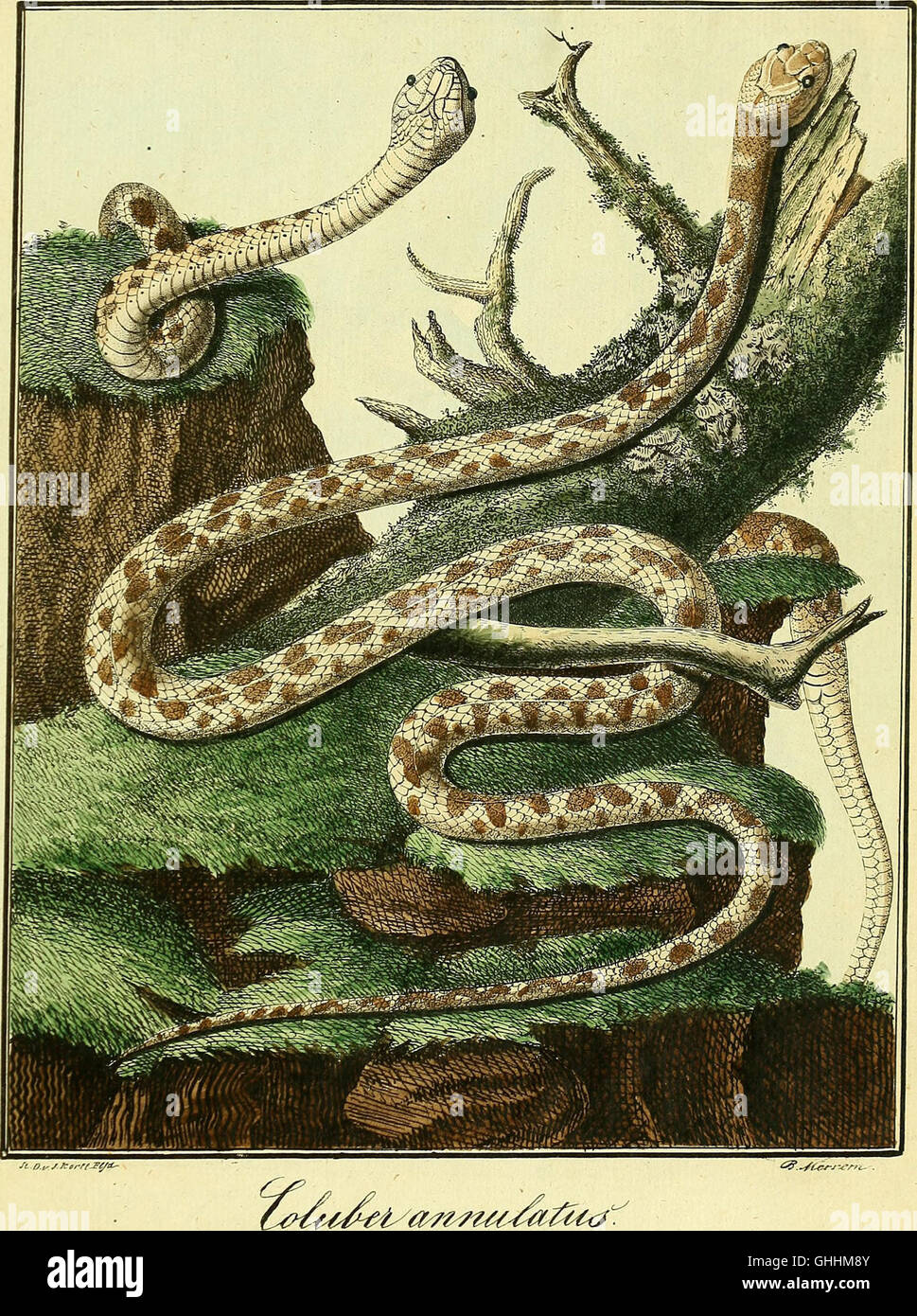 This 1790 work contributes to the field of natural history, offering a ...