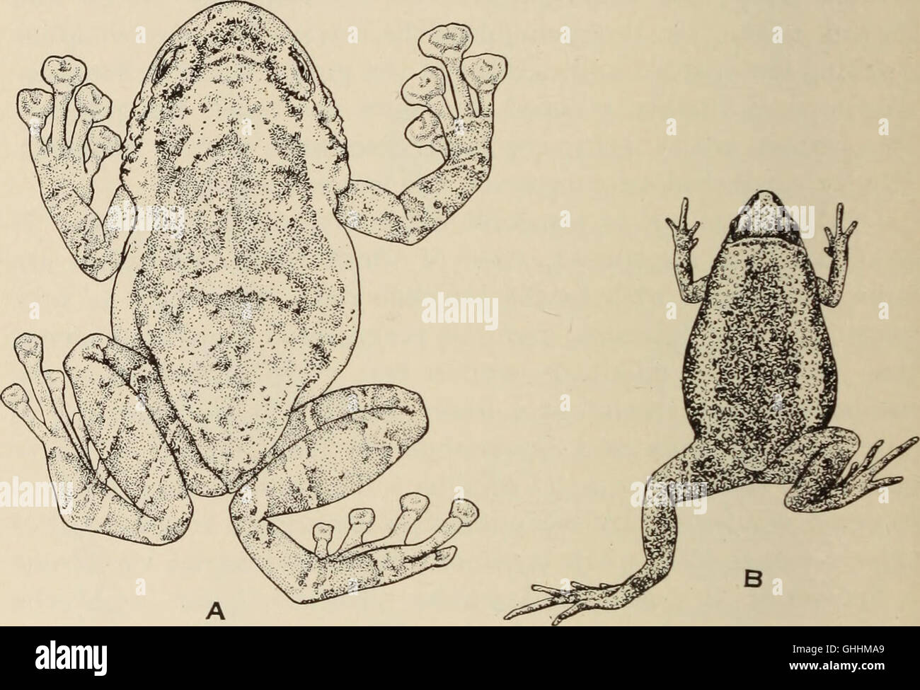 Class amphibia classification hi-res stock photography and images - Alamy