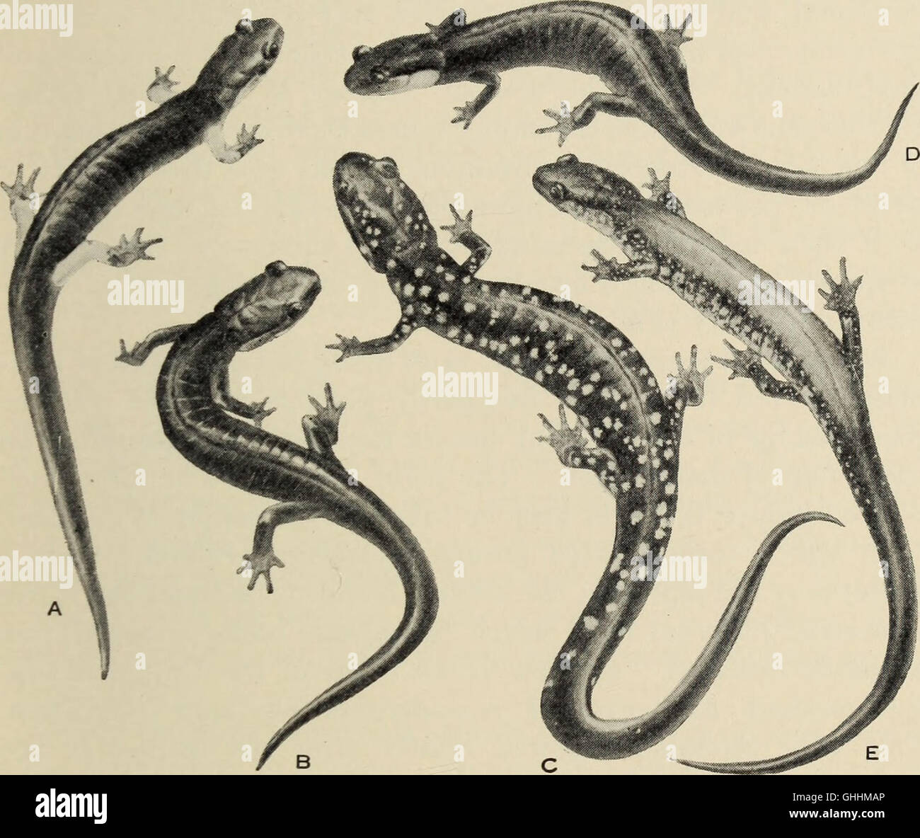 This 1931 work explores the biological characteristics of amphibians ...