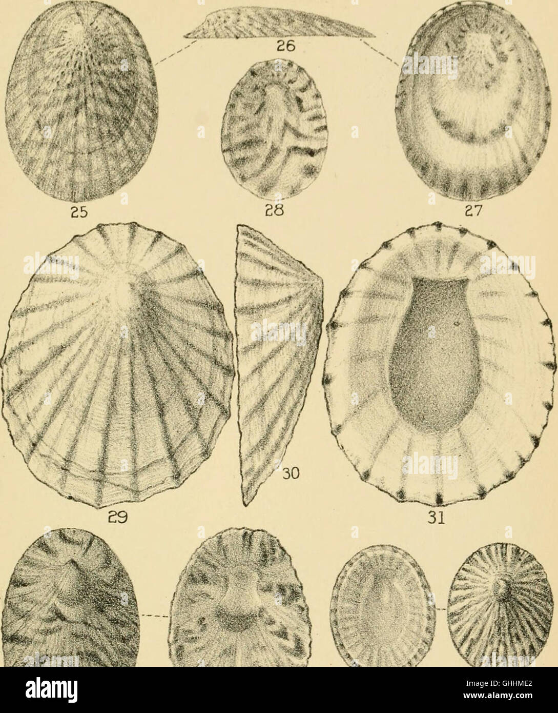 'Manual of Conchology' (1891) is a comprehensive guide on the structure ...