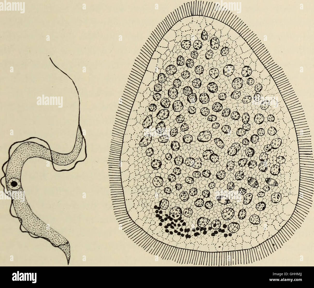 'The Biology of the Amphibia' (1931) explores the physiology, ecology ...