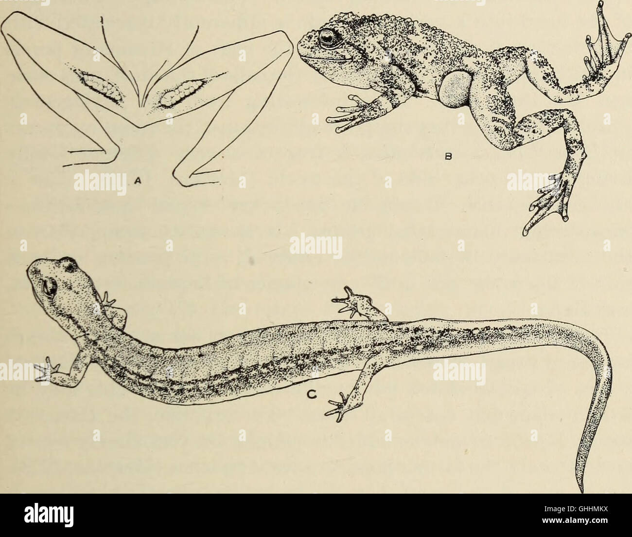 *The Biology of the Amphibia* (1931) is a comprehensive study of ...