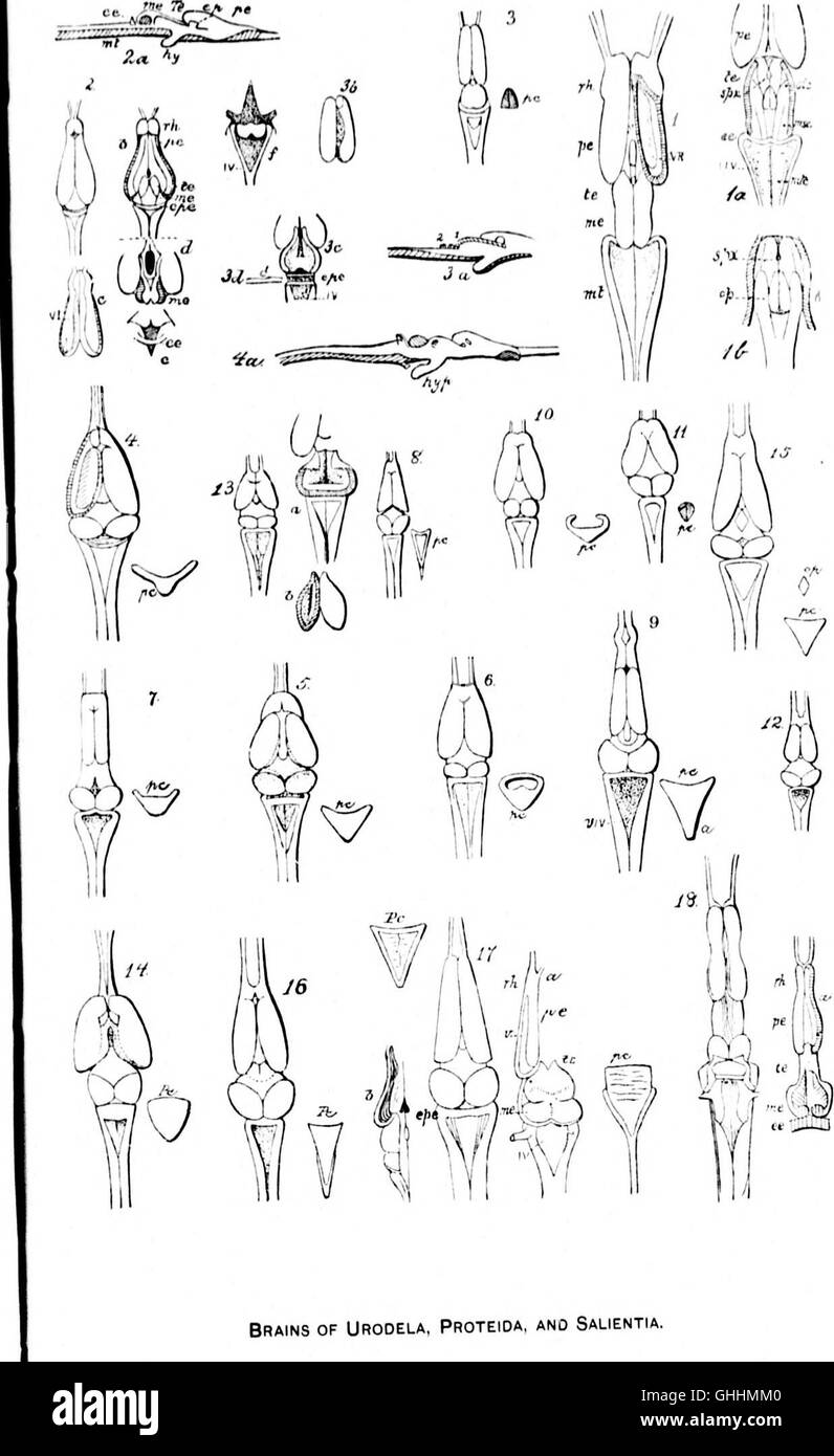 This 1889 work focuses on the Batrachia species of North America ...