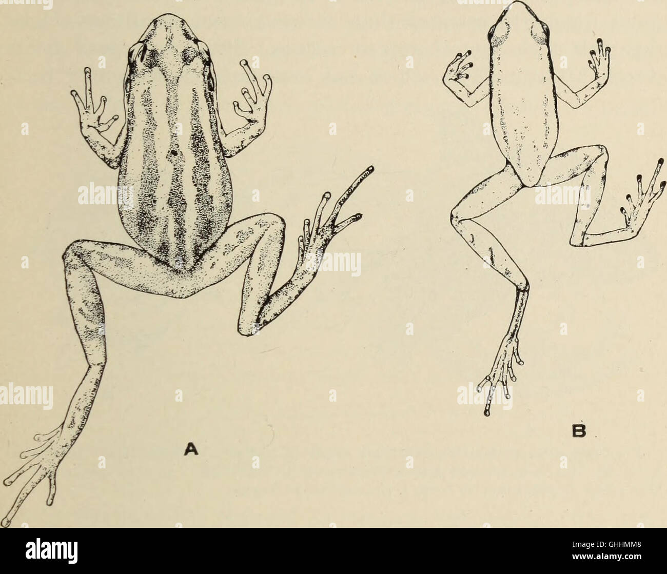 'The Biology of the Amphibia' (1931) explores the biology, ecology, and ...