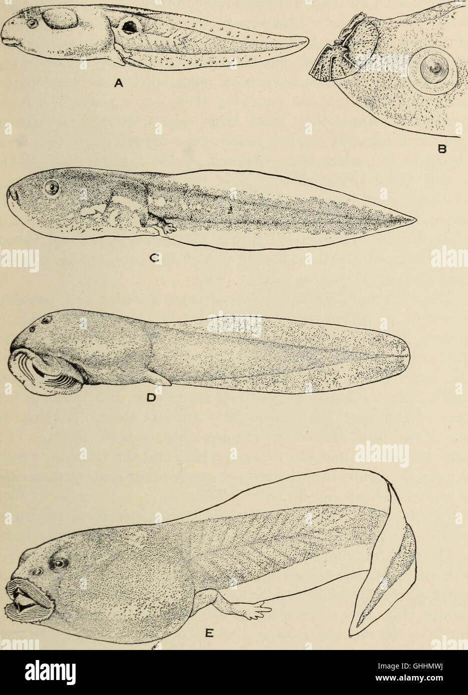 *The Biology of the Amphibia* (1931) provides a comprehensive study of ...