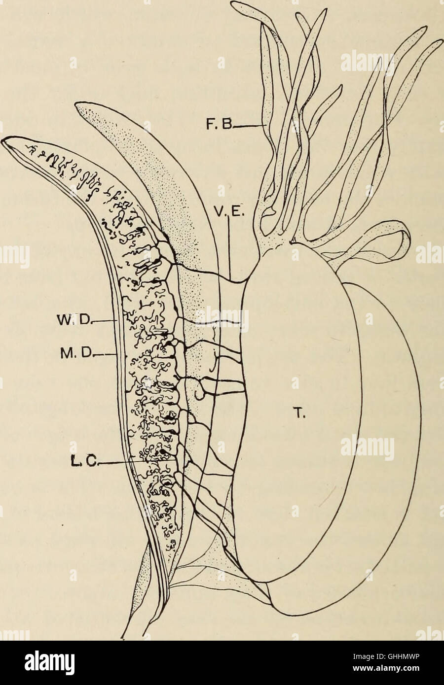 This 1931 work focuses on the biology of amphibians, exploring their ...