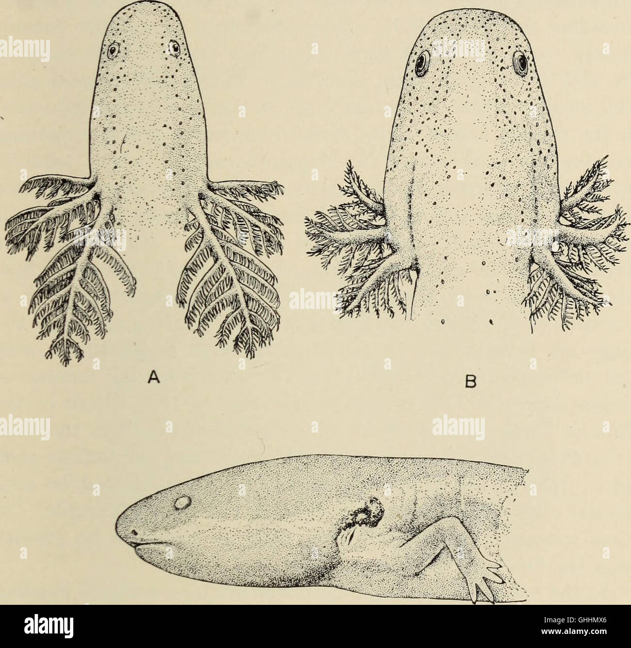 'The Biology of the Amphibia' (1931) explores the scientific study of ...