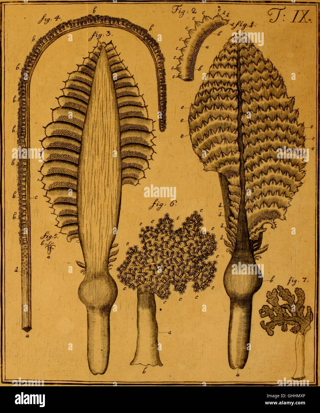 *De quibusdam animalibus marinis* (1761) is a scientific work exploring ...