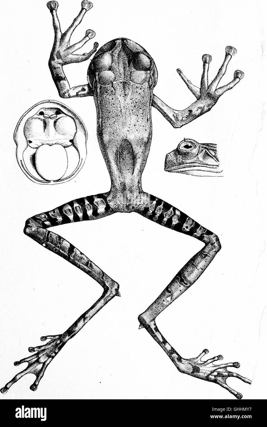 This 1882 catalogue details the collection of Batrachia Salientia s ...