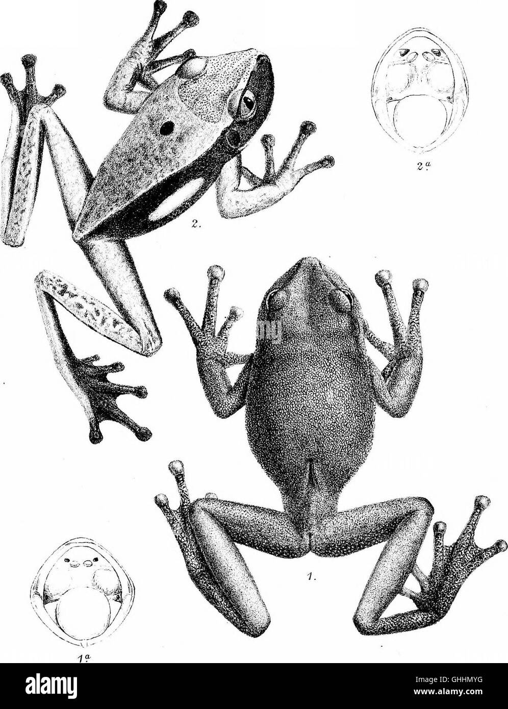 This 1882 catalogue lists the Batrachia Salientia species without tails ...