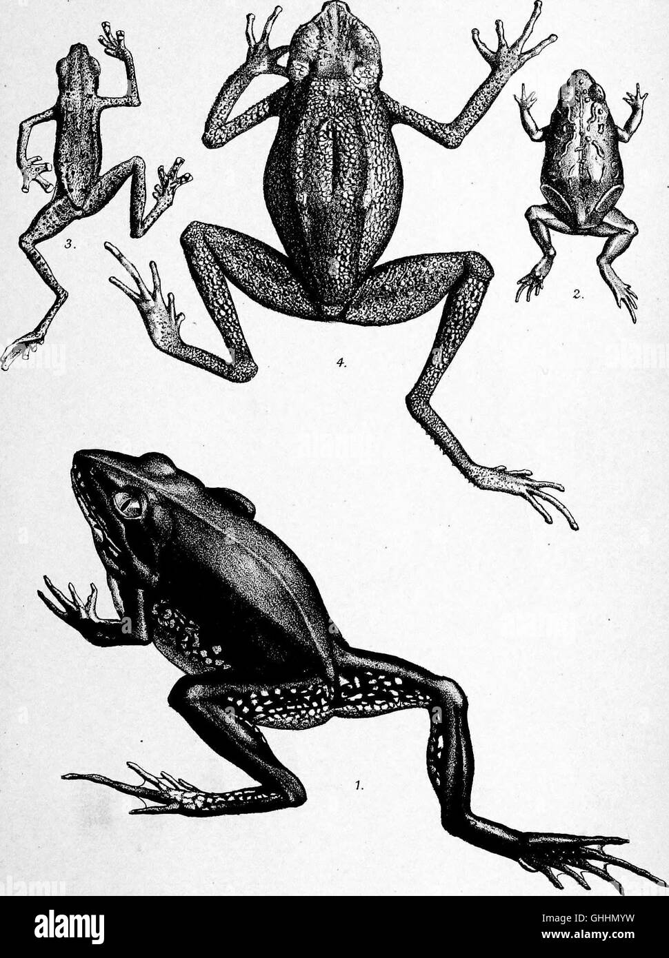 This 1882 catalogue lists the collection of Batrachia Salientia s ...