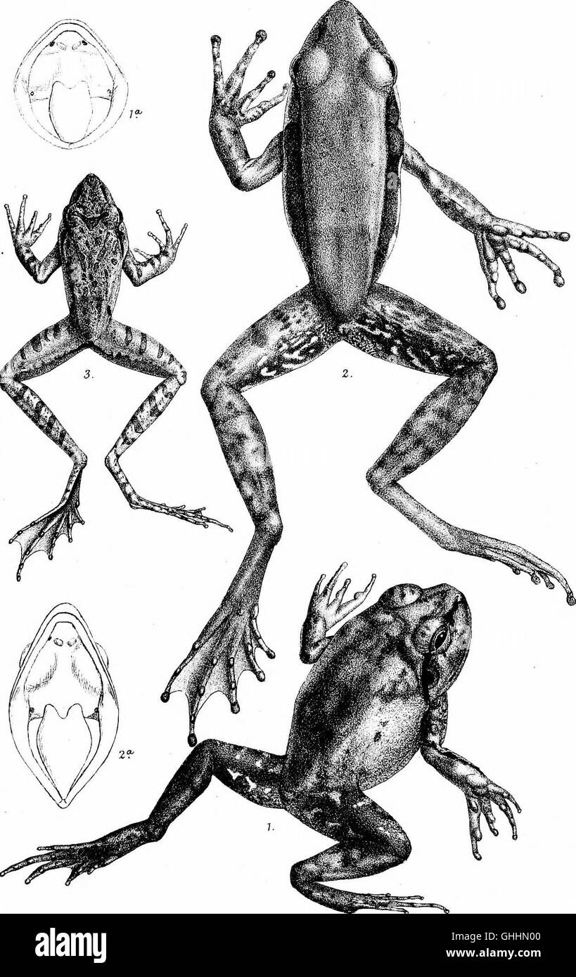 This 1882 catalog details the collection of amphibians, specifically ...