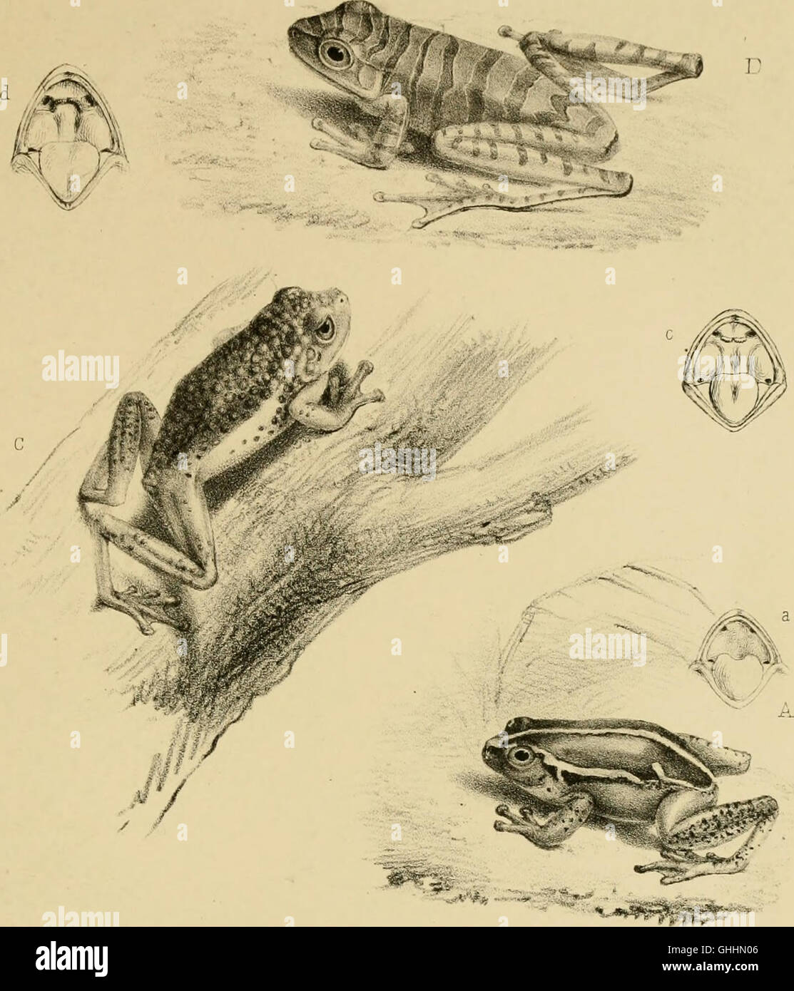 This 1858 catalog details the collection of Batrachia Salientia (frogs ...