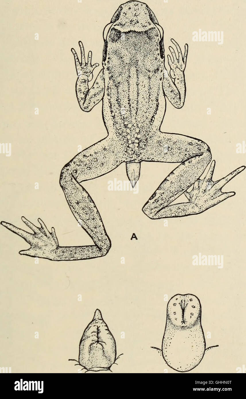 'The Biology of the Amphibia' (1931) is a scientific work focused on ...
