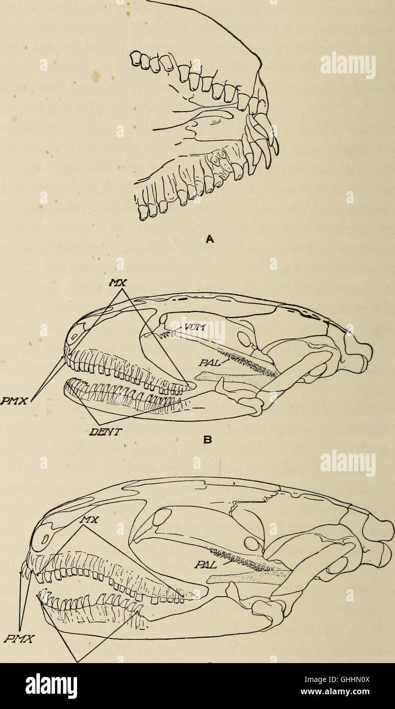 'The Biology of the Amphibia' (1931) offers a comprehensive study of ...