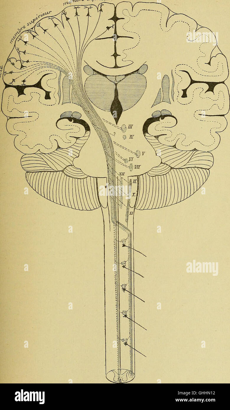 *Le Système Nerveux de l'Homme* (1893) is a French-language text ...