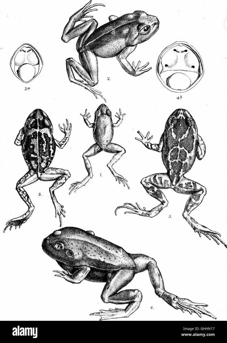 This 1882 catalog lists species of Batrachia Salientia (frogs and toads ...