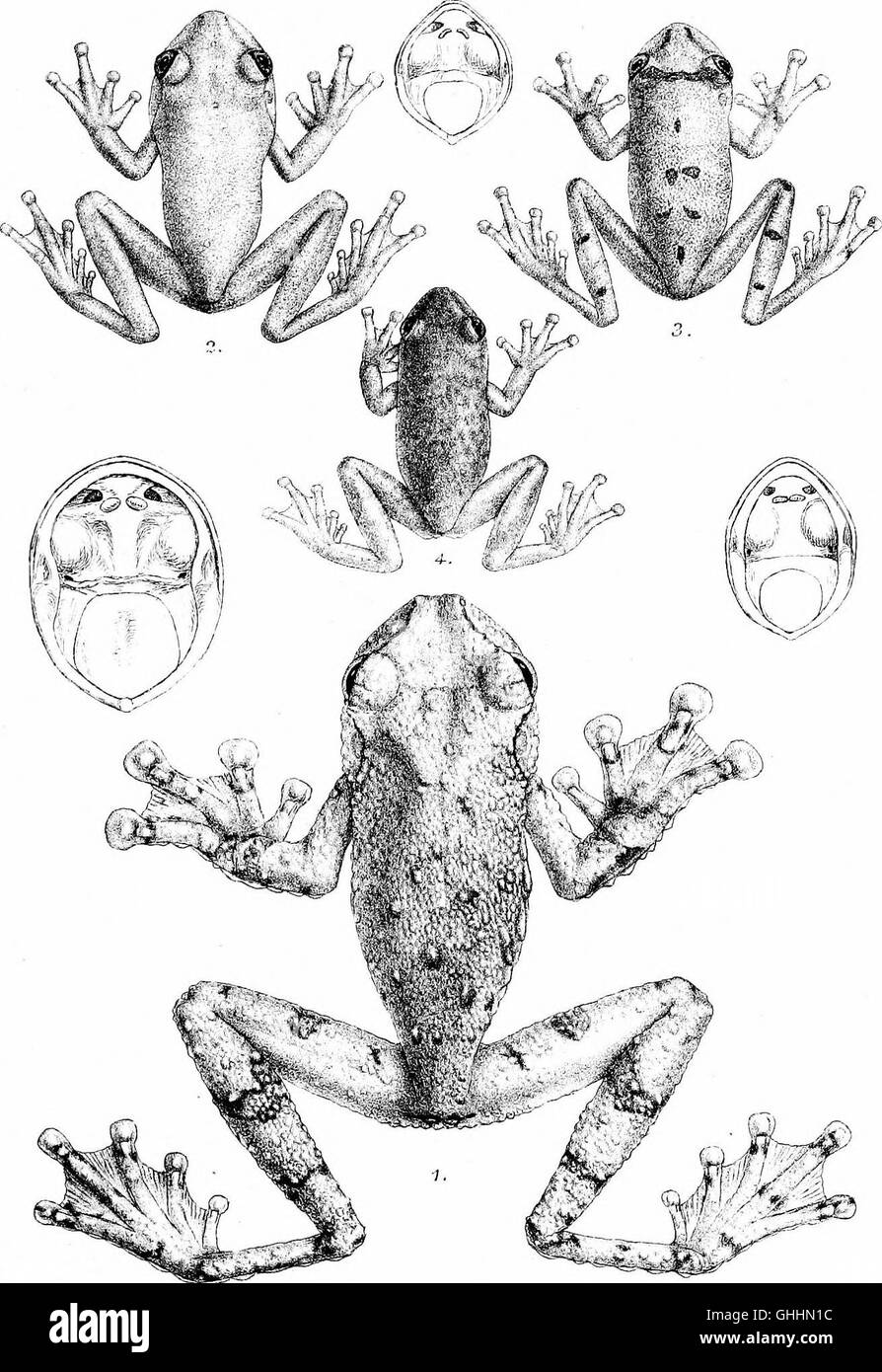 An 1882 catalogue of the Batrachia Salientia s. Ecaudata (frogs and ...