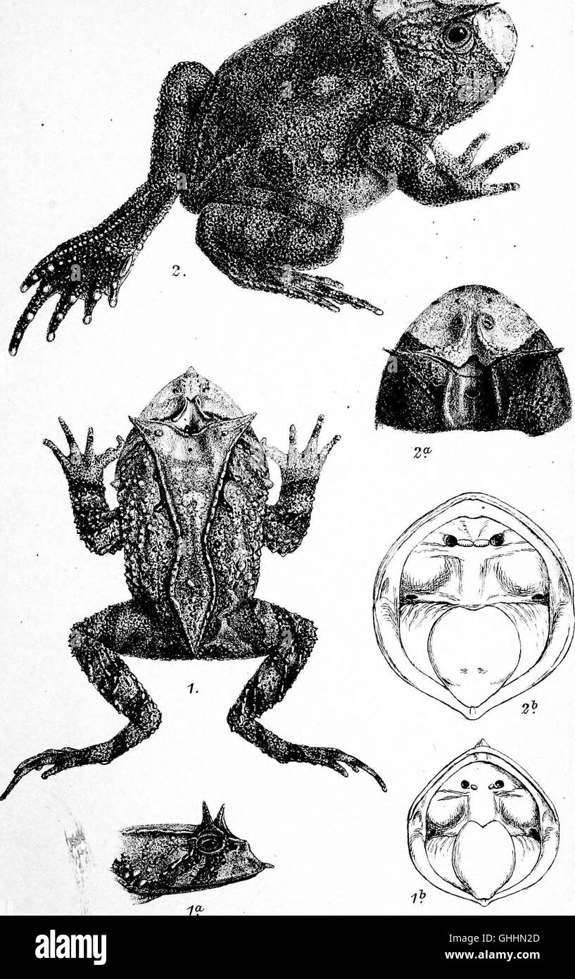 This 1882 catalogue details the Batrachia Salientia, a subclass of ...