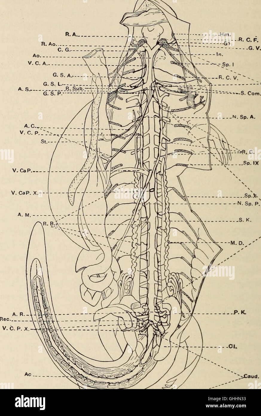 'The Biology of the Amphibia,' published in 1931, offers an in-depth ...