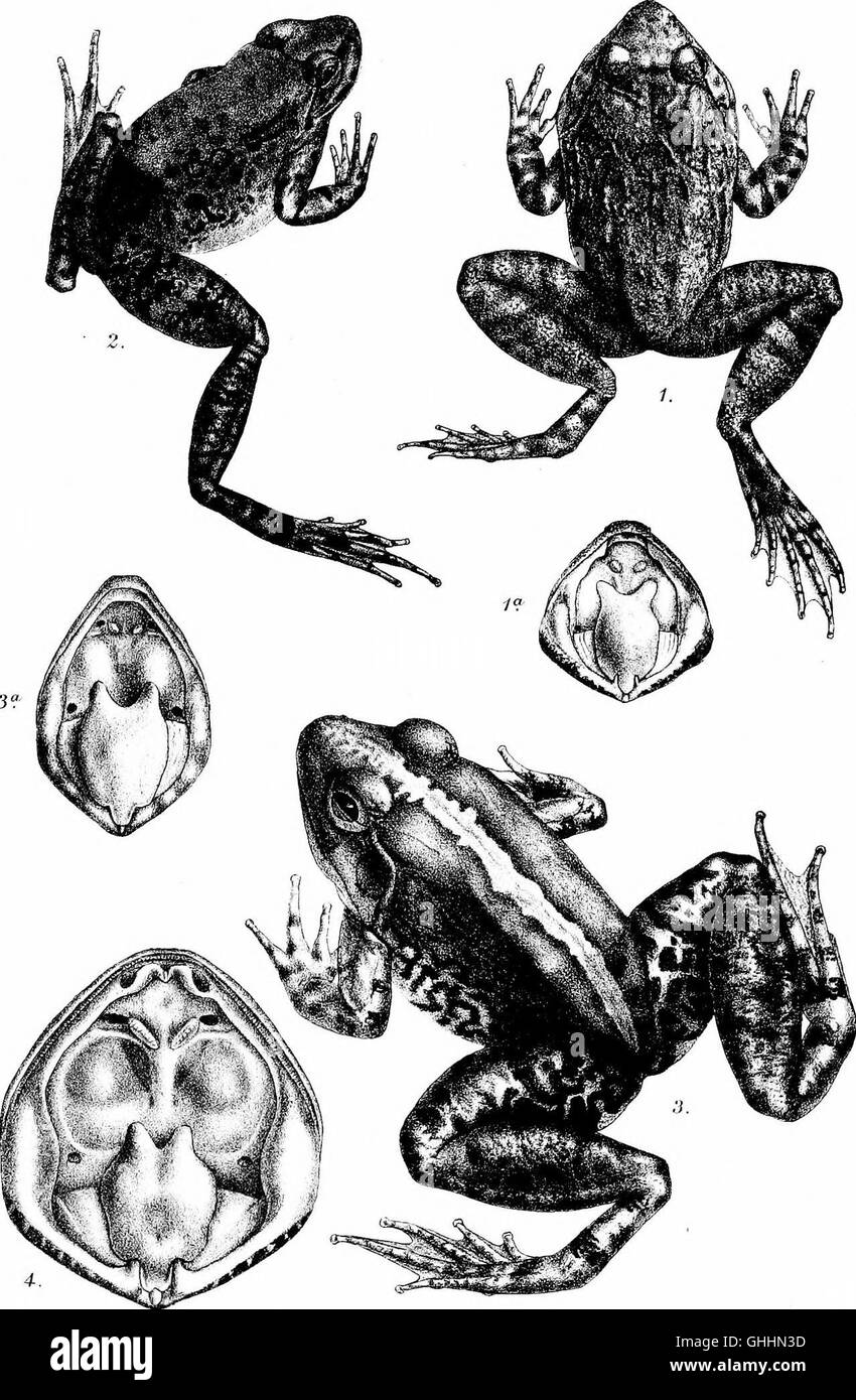 This 1882 catalog lists the amphibian species, specifically frogs and ...