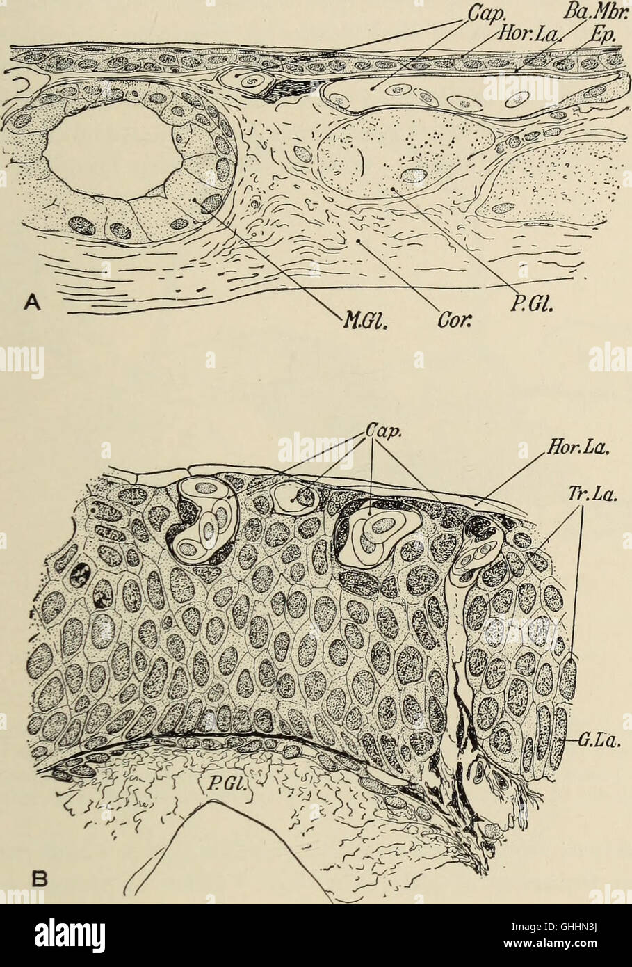 'The Biology of the Amphibia' (1931) examines the classification ...