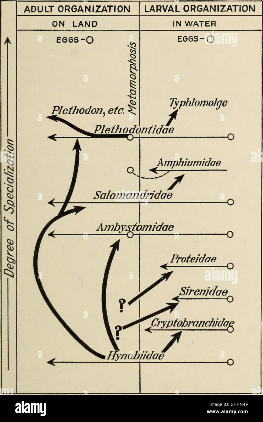 The Biology of the Amphibia (1931) is a comprehensive study of ...