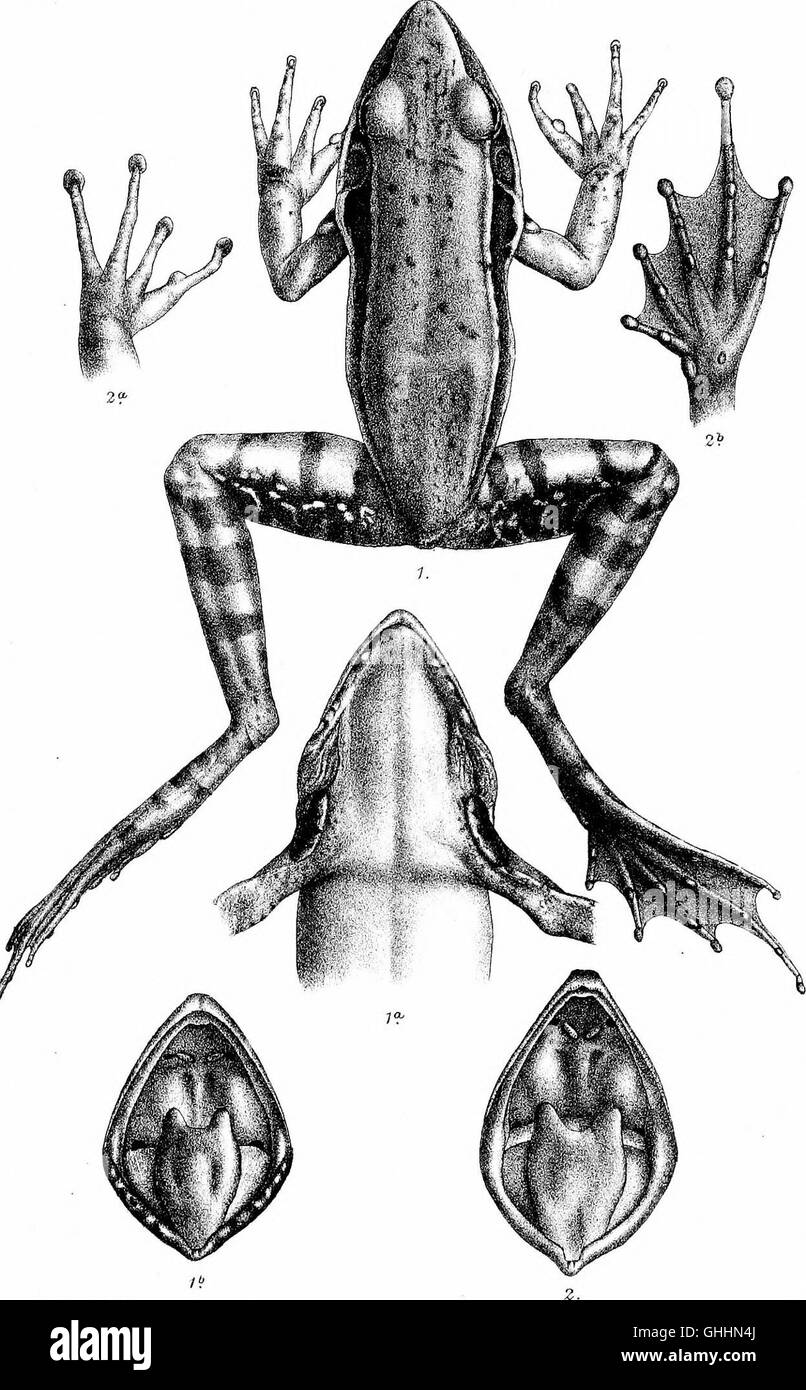 Tail less Black and White Stock Photos & Images - Alamy