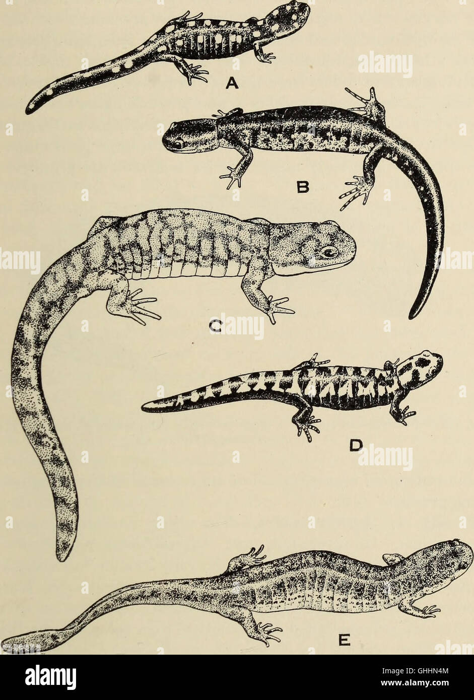 This 1931 text delves into the biological characteristics, behaviors ...