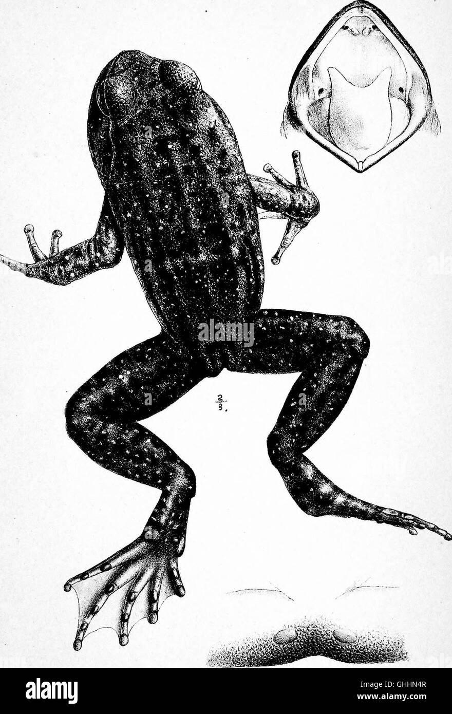 This 1882 catalog details the collection of Batrachia Salientia (frogs ...