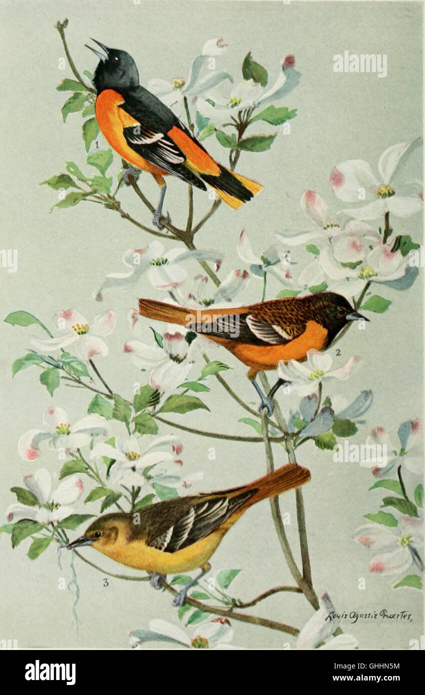 A 1899 work focusing on the life and work of John James Audubon, the ...