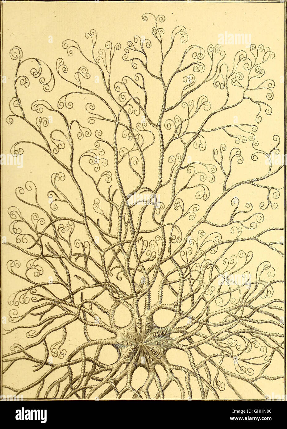 A 1791 French work presenting an encyclopedic classification of the ...