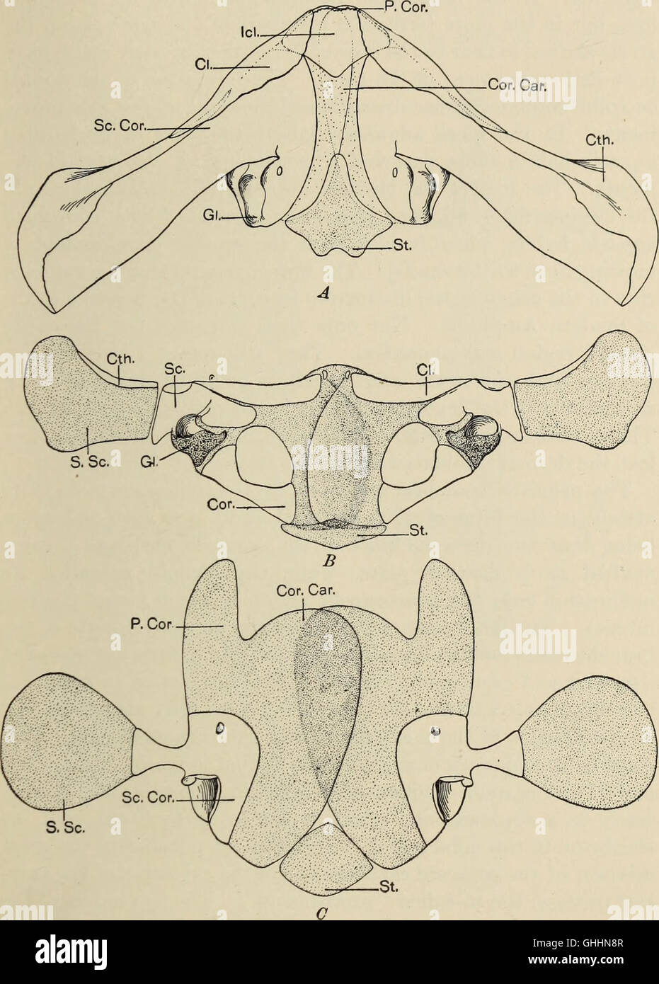 Published in 1931, 'The Biology of the Amphibia' explores the life ...