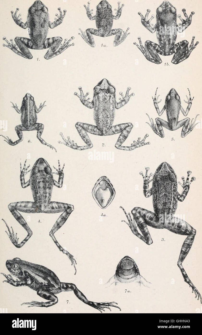 This second edition catalog provides a detailed list of the Batrachia ...