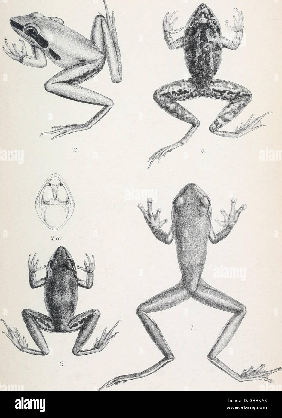This 1882 catalogue lists the species of Batrachia (Amphibians ...