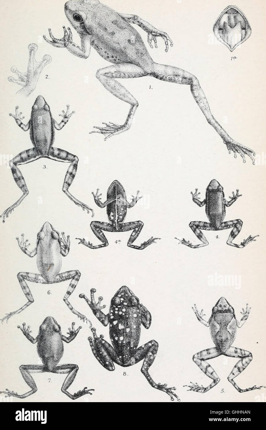 This 1882 catalogue lists species of Batrachia Salientia s. Ecaudata in ...