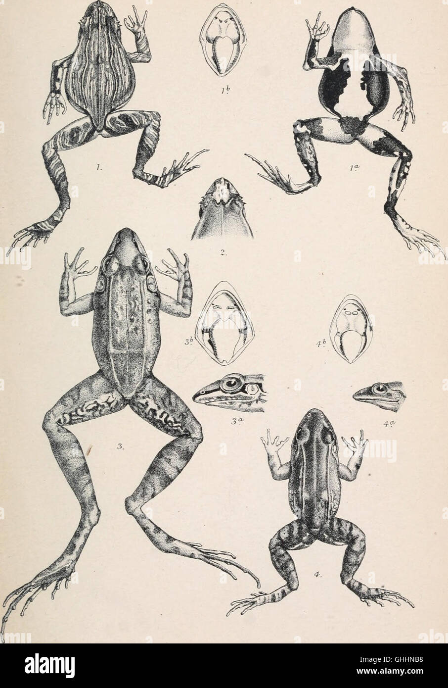 This 1882 publication catalogs the collection of tailless amphibians ...